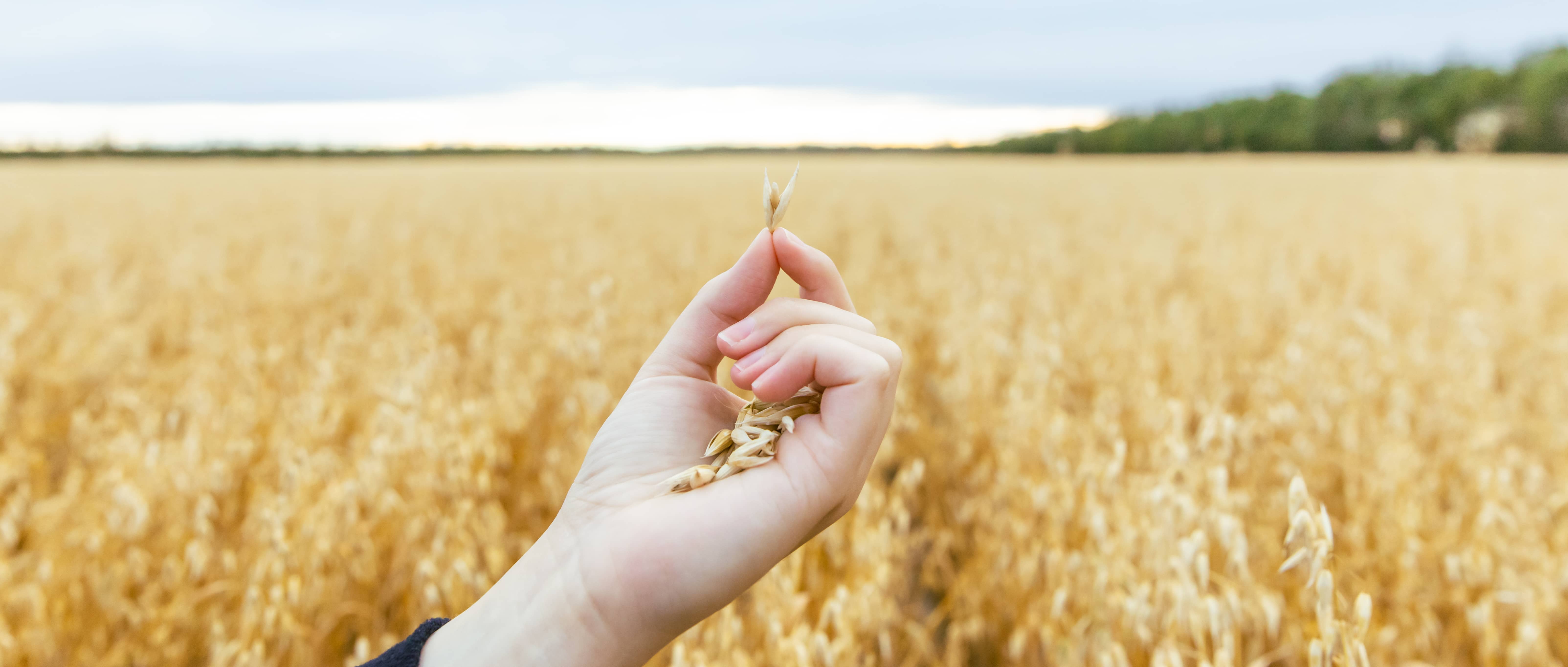 Why oats? – Oatbox